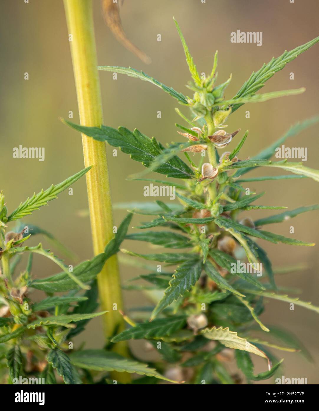 A bud on a cannabis bush near the trunk of the plant. Close-up Stock ...