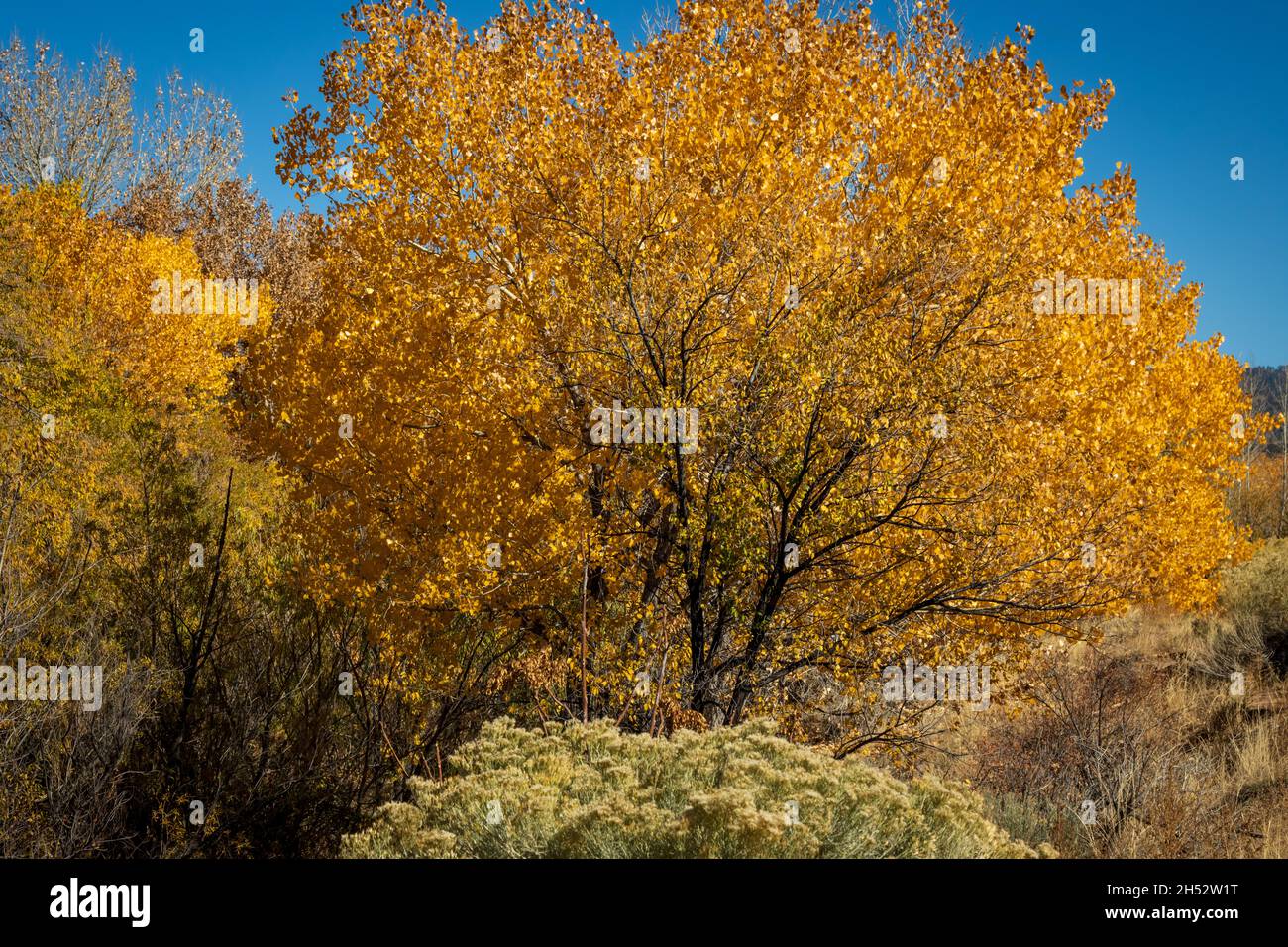 ceneA burnt orange tree in the wilderness in autumn Stock Photo - Alamy