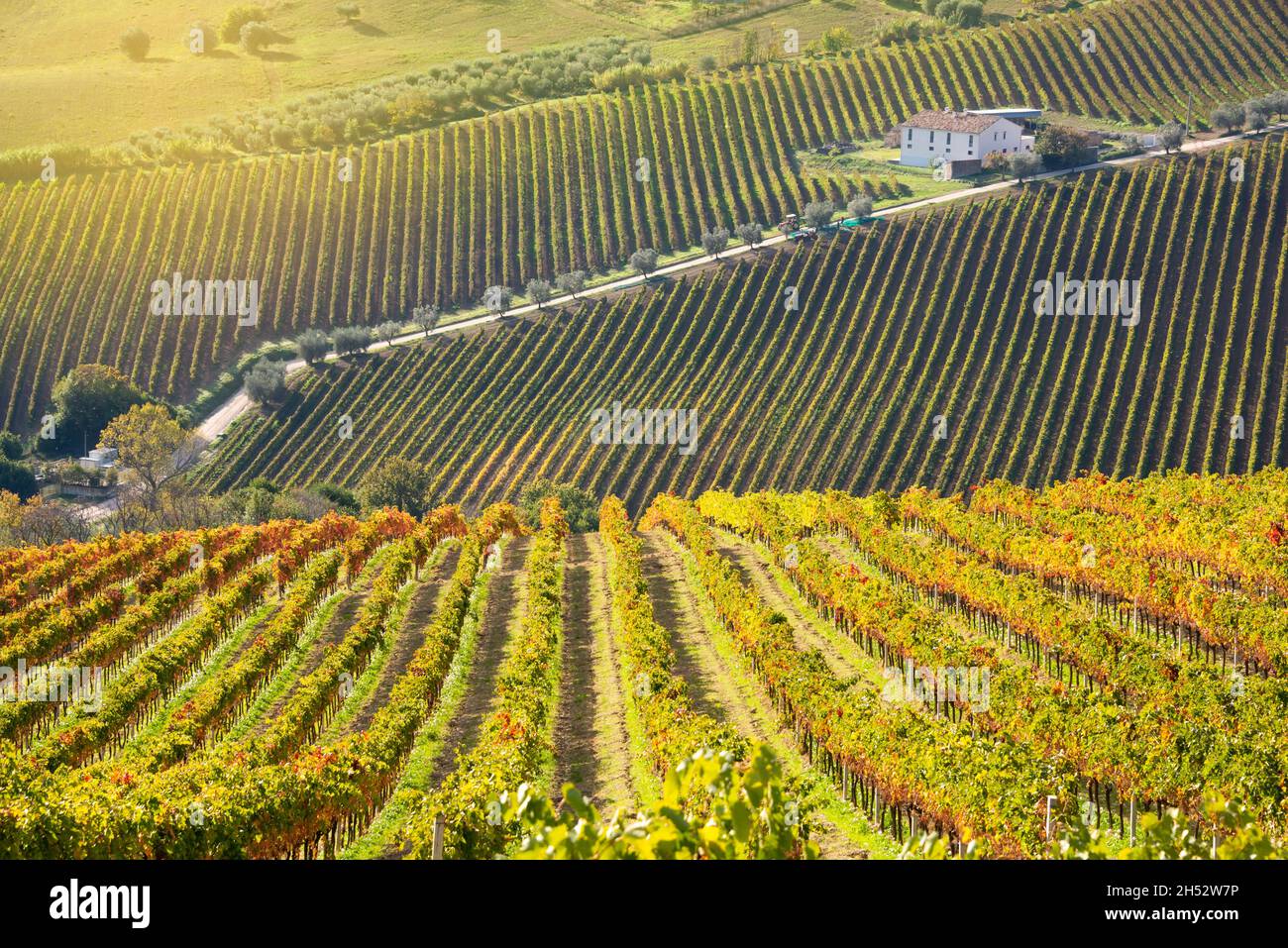 Colorful vineyard in fall, autumn landscape Stock Photo - Alamy