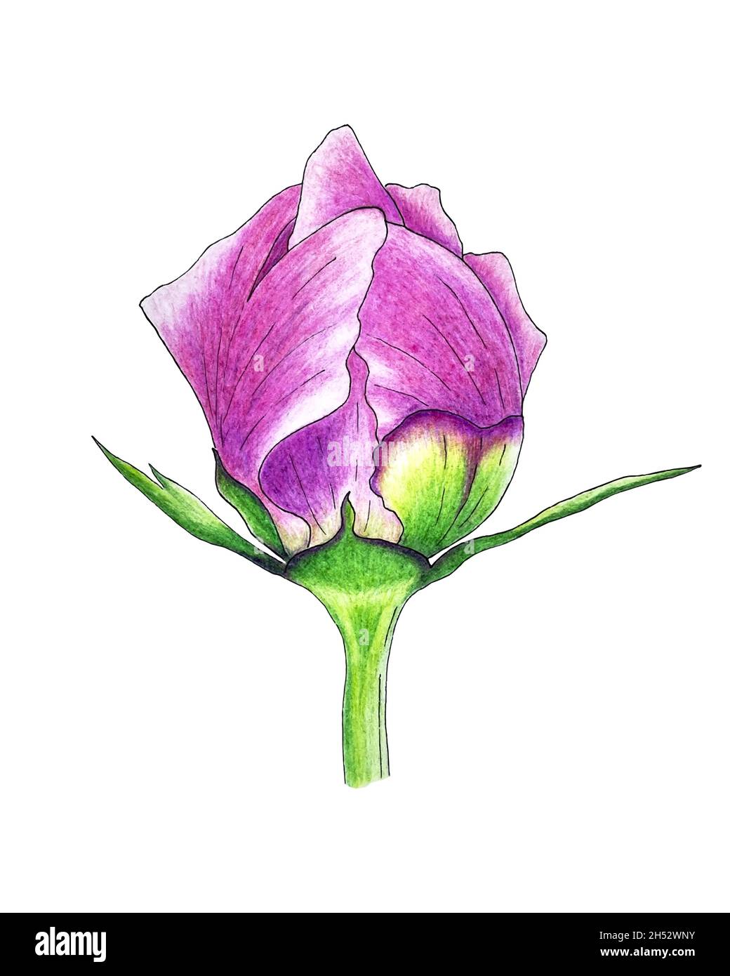 Closed Rose Bud Drawing