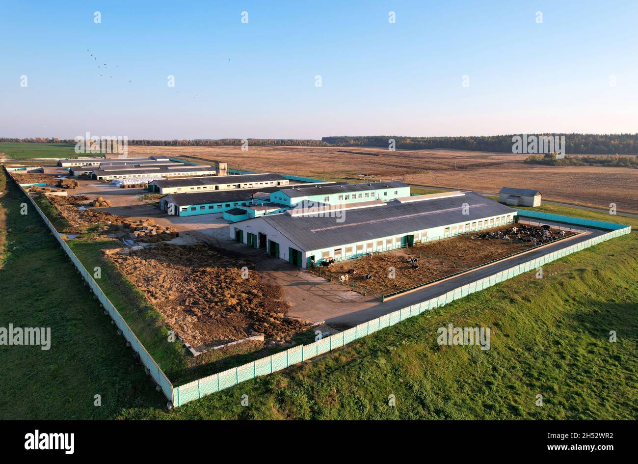 Farm building with cows and pigs in the village, aerial view. Cowshed ...