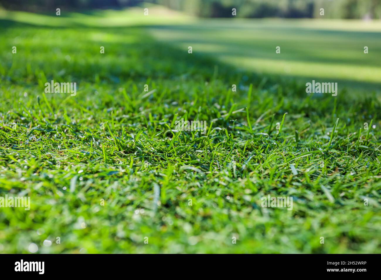 Green grass. Background. Golf course, shadows from trees on the grass ...