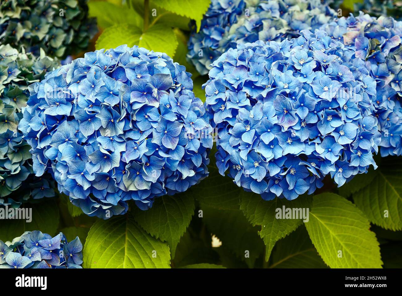 4 sepals each hi-res stock photography and images - Alamy