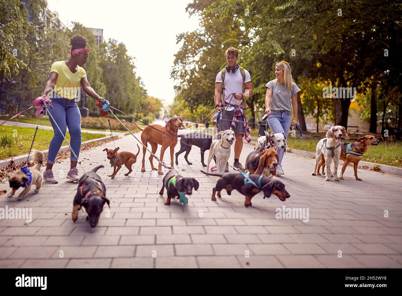 A group of young dog walkers are having fun while walk on a beautiful ...