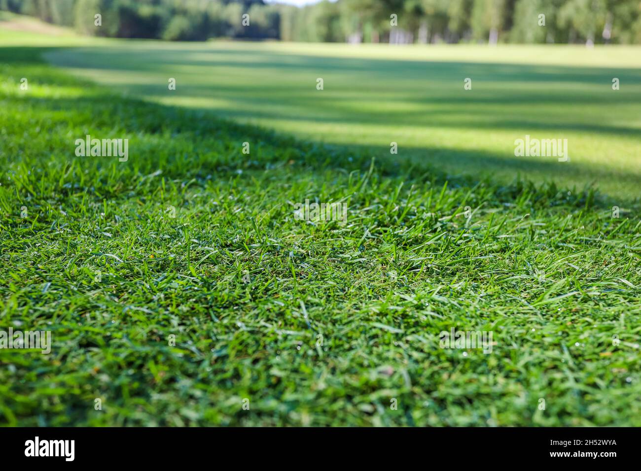 Green grass. Background. Golf course, shadows from trees on the grass ...