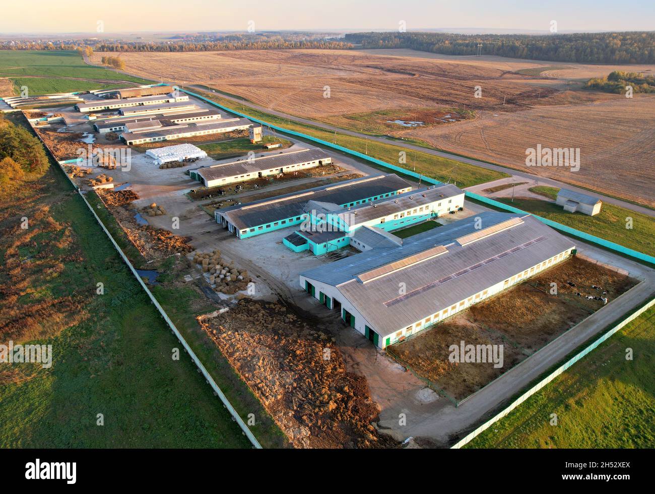 Farm building with cows and pigs in the village, aerial view. Cowshed ...