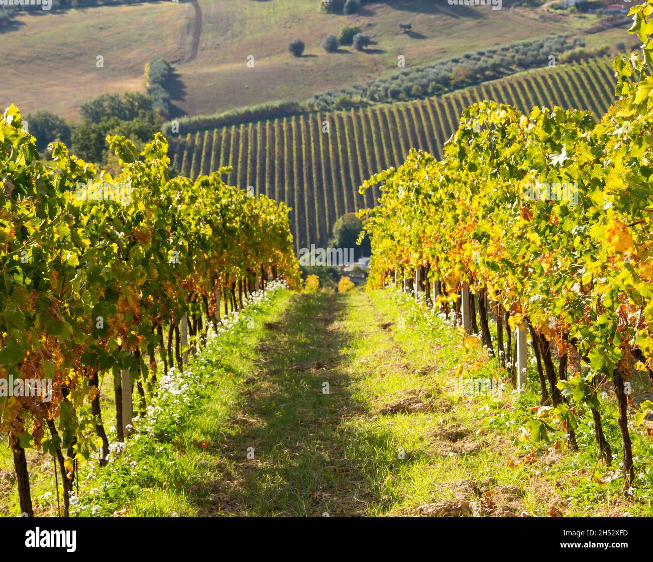 Colorful vineyard in fall, autumn landscape Stock Photo - Alamy