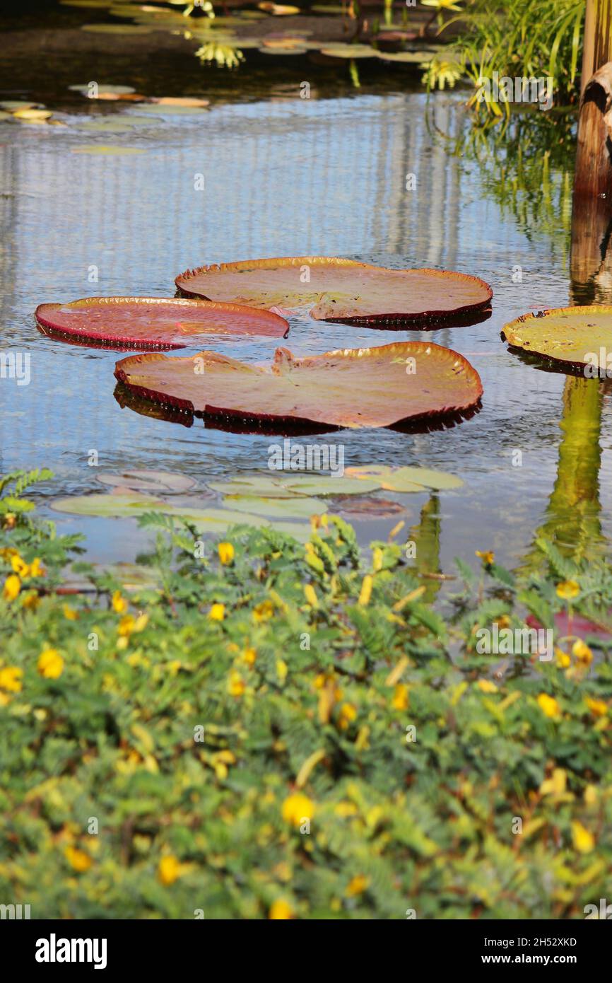 Giant lily pads floating on the surface of the local lily pond Stock ...
