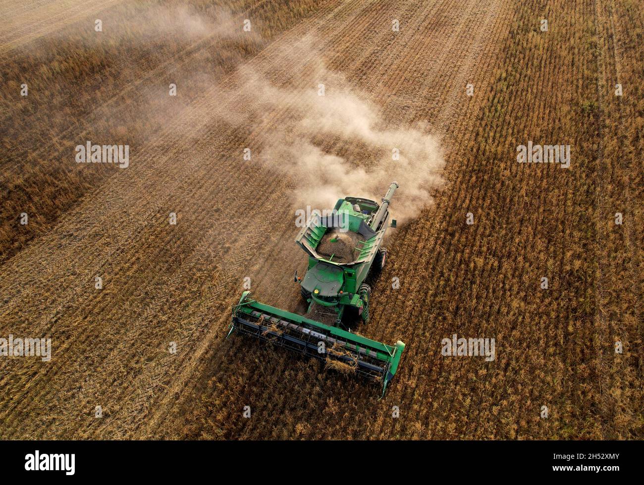 Combine harvester working on harvesting rapeseed, aerial view. Farm ...