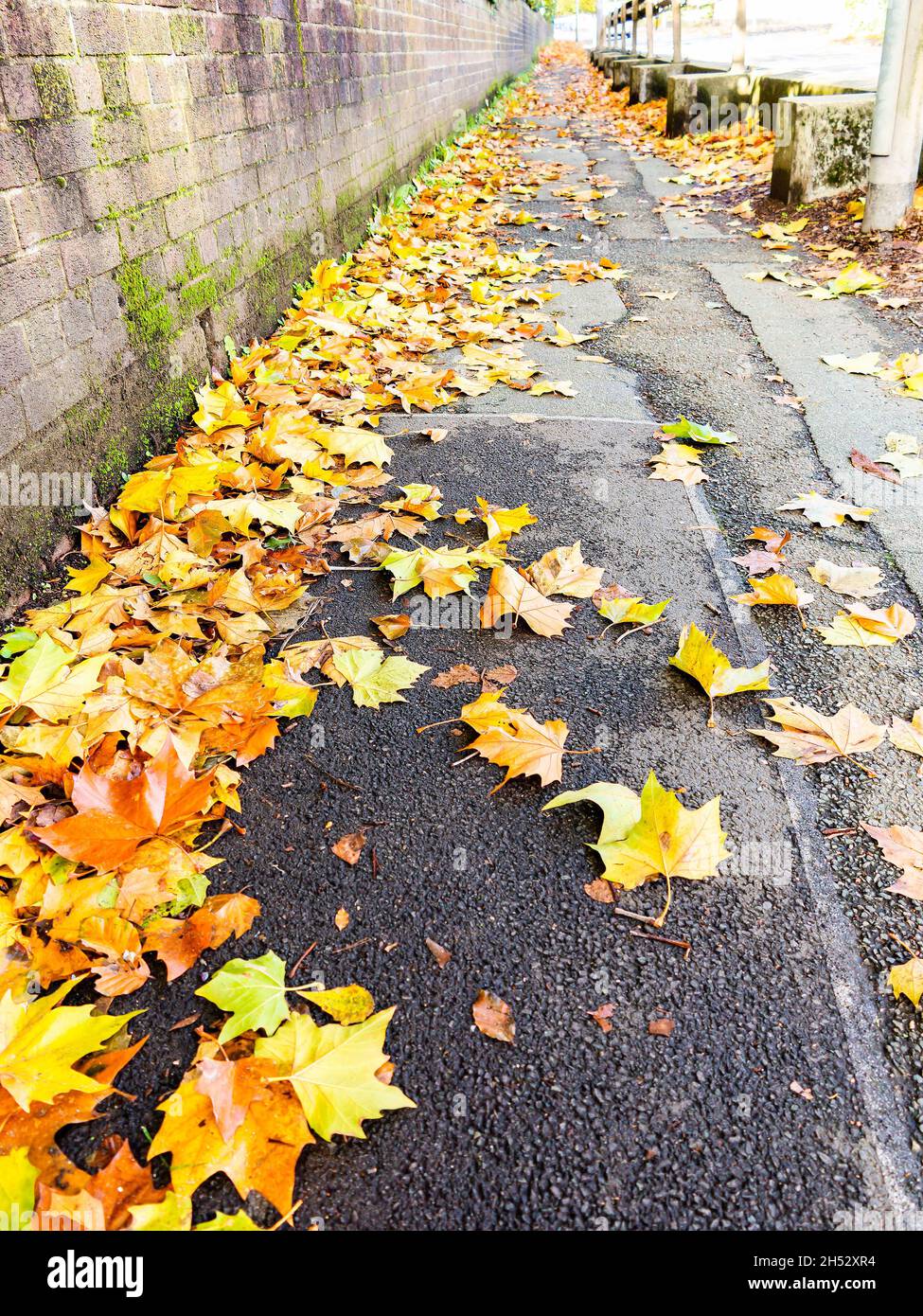 Pathway autumn leaves scattered on hi-res stock photography and images ...