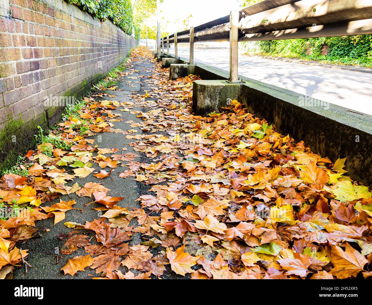 Autumn leaves on the floor, Autumnal leaf fall, leaves in Autumn ...
