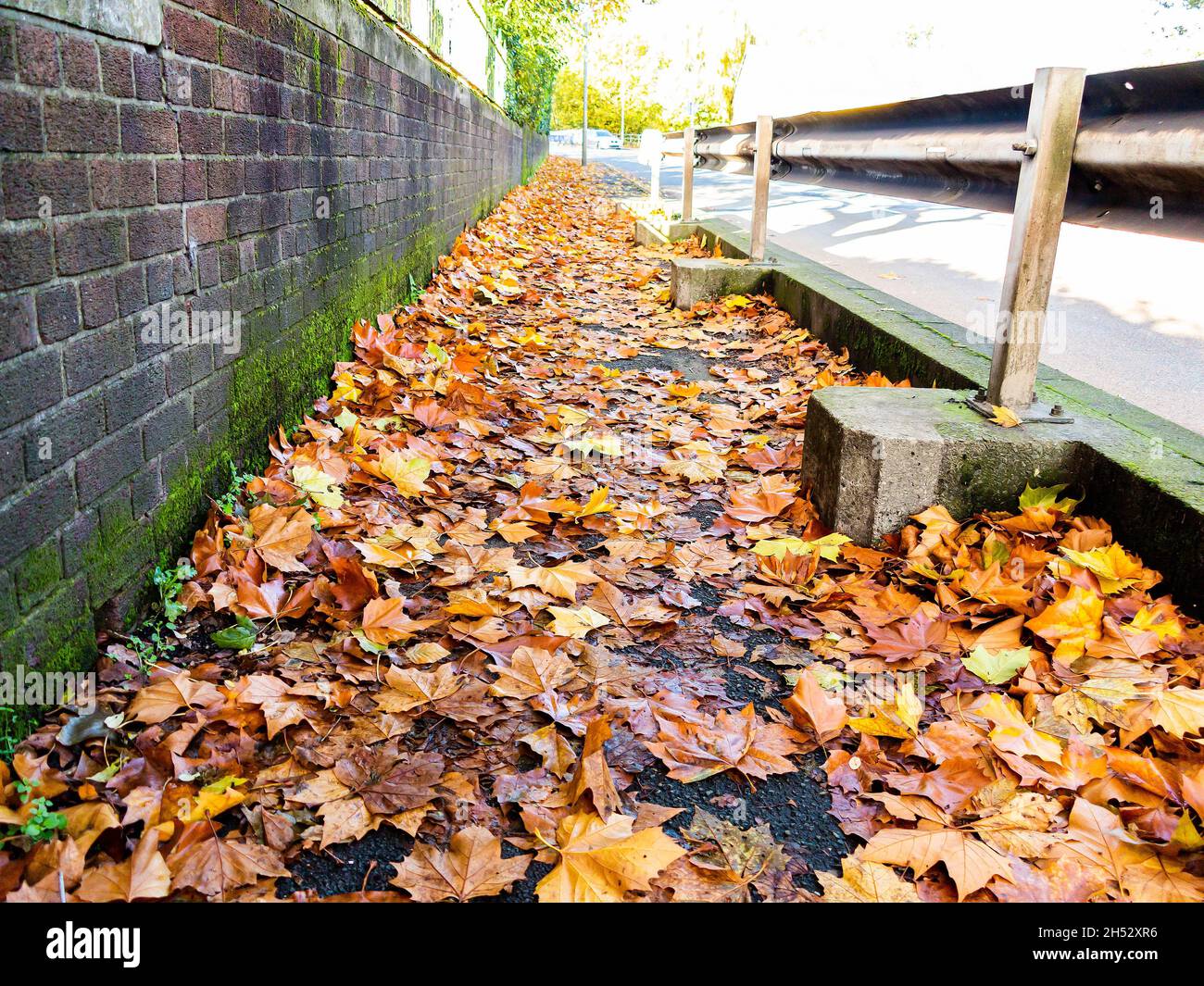 Autumn leaves on the floor, Autumnal leaf fall, leaves in Autumn ...