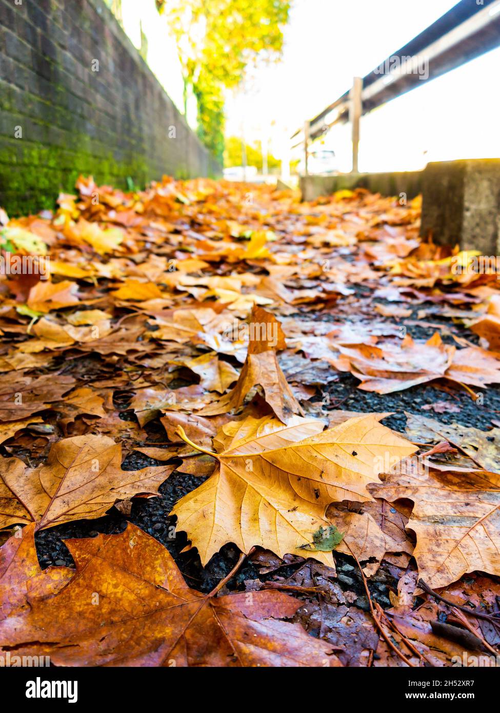 Autumn leaves on the floor, Autumnal leaf fall, leaves in Autumn ...