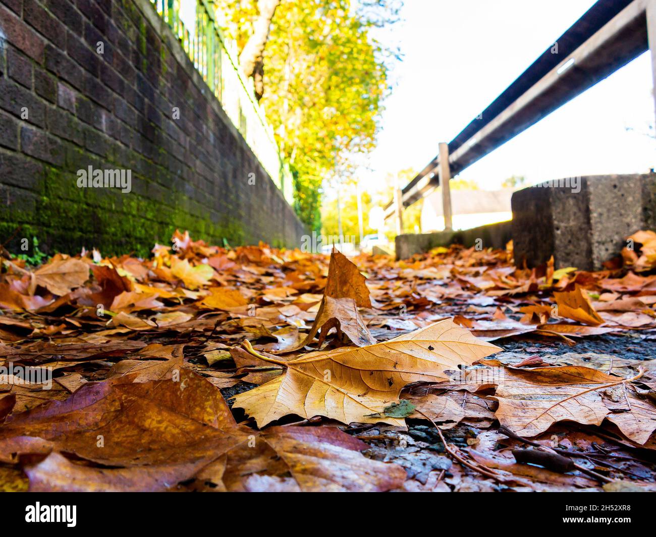 Autumn leaves on the floor, Autumnal leaf fall, leaves in Autumn ...
