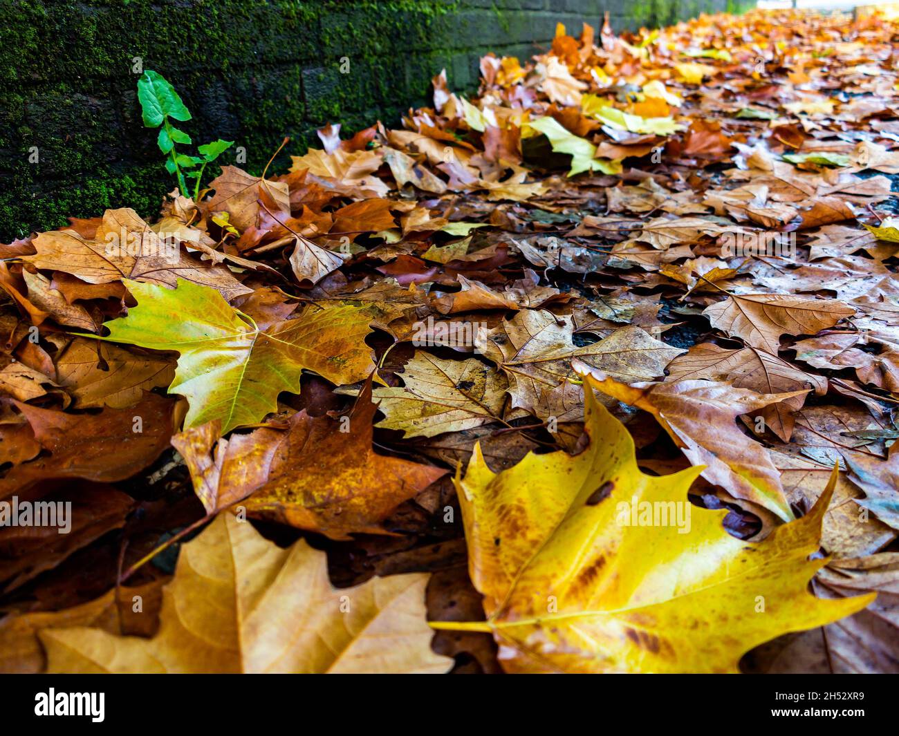 Autumn leaves on the floor, Autumnal leaf fall, leaves in Autumn ...