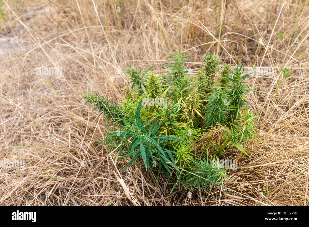 The top of a cannabis bush against the background of dried grass. Side ...