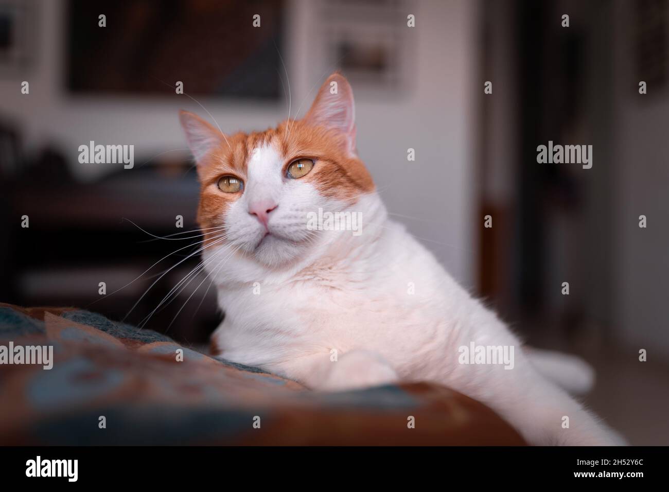 close up. brown and white cat with yellow eyes looks sleepy Stock Photo ...