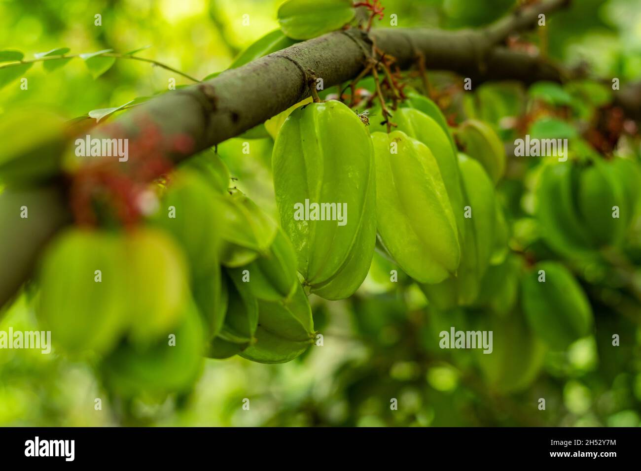 Carambola, also known as star fruit or 5 fingers, is the fruit of ...