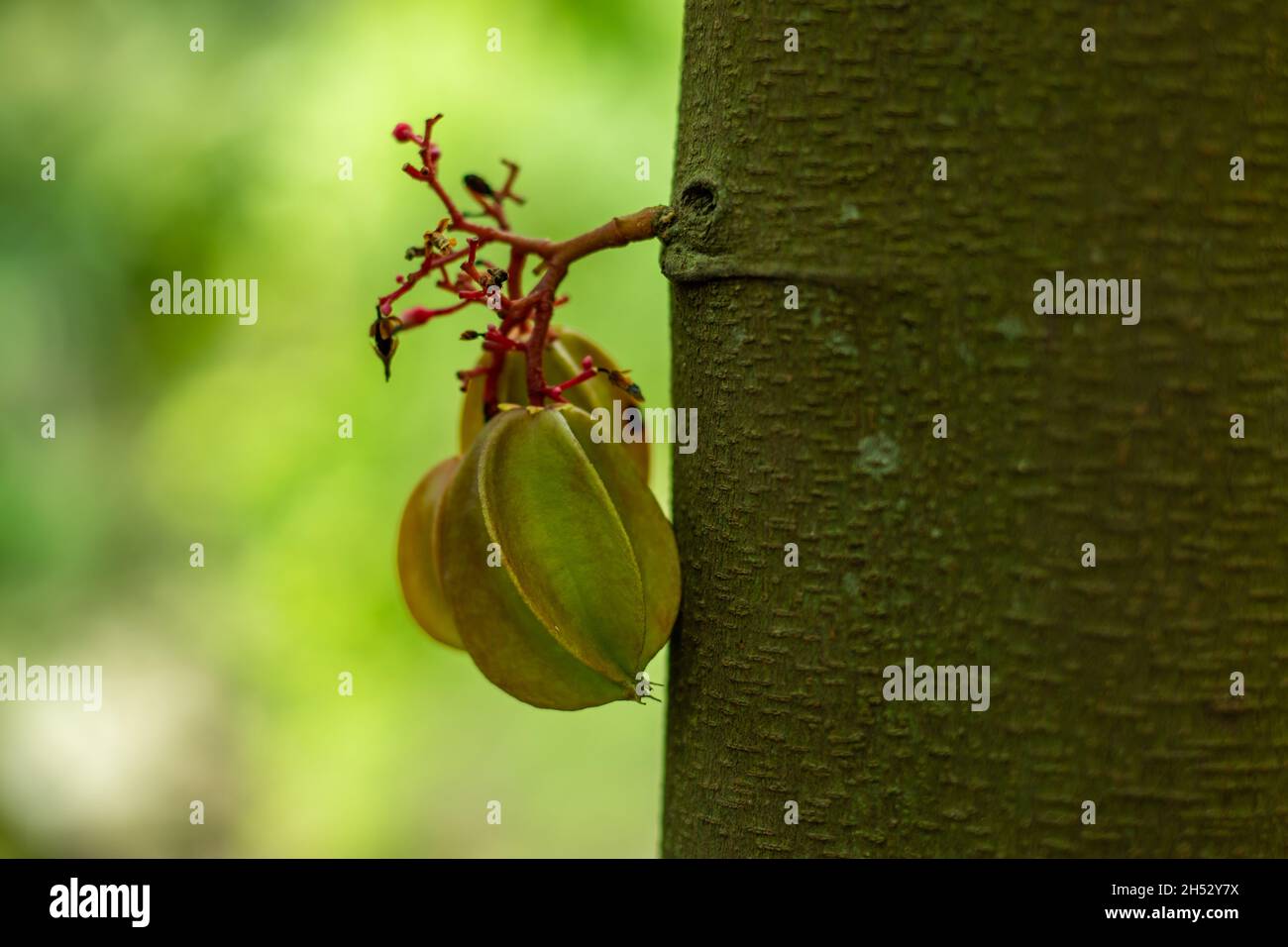 Carambola, also known as star fruit and It is fleshy, crunchy sour ...