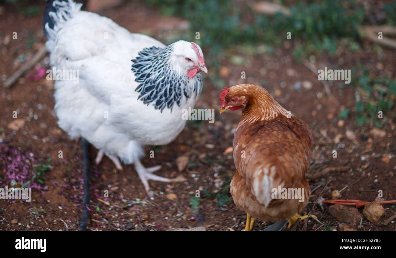 Red chickens hi-res stock photography and images - Alamy