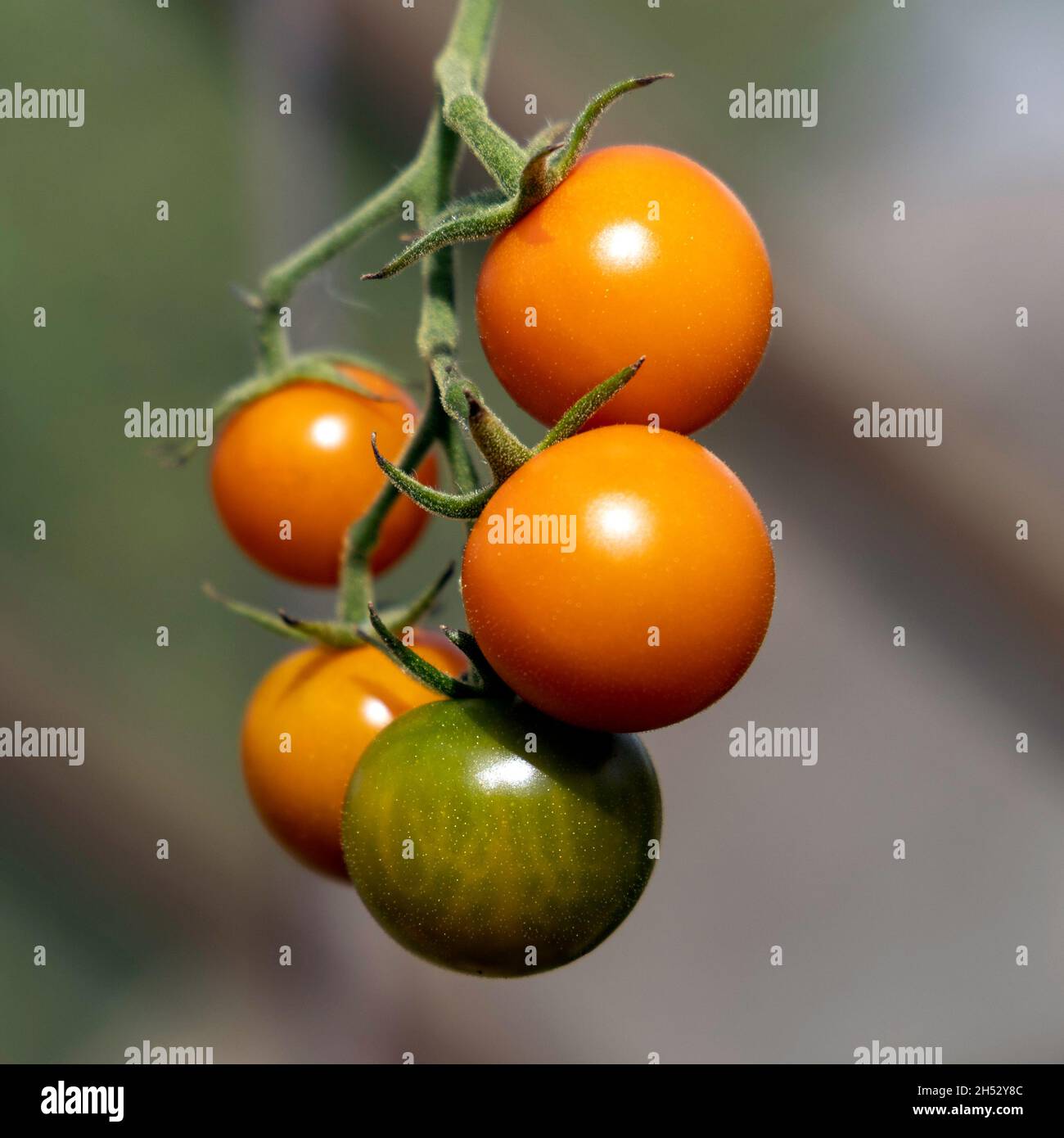 Tomatoes on the Vine Stock Photo - Alamy