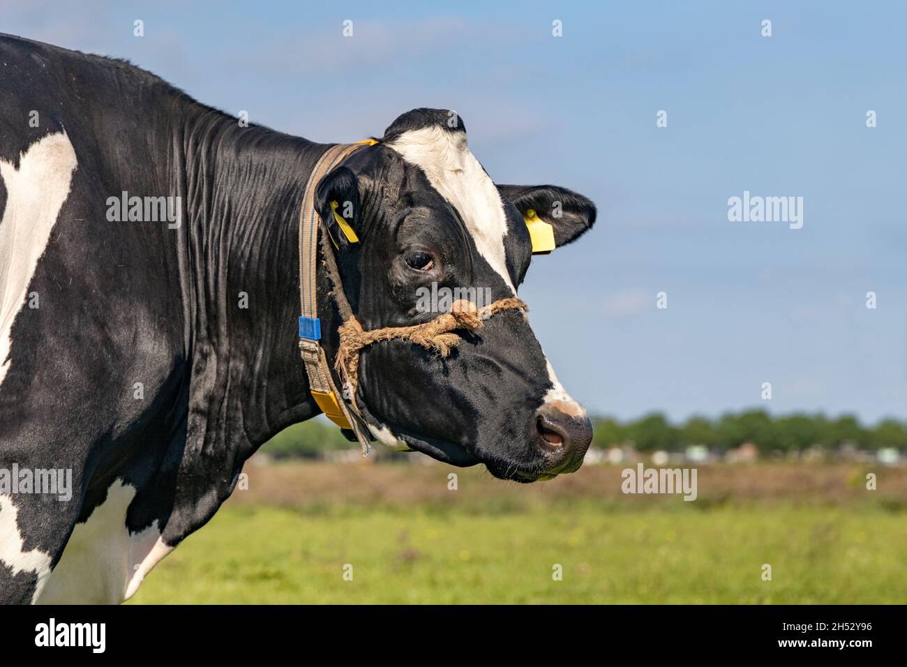 Rope around neck hi-res stock photography and images - Alamy