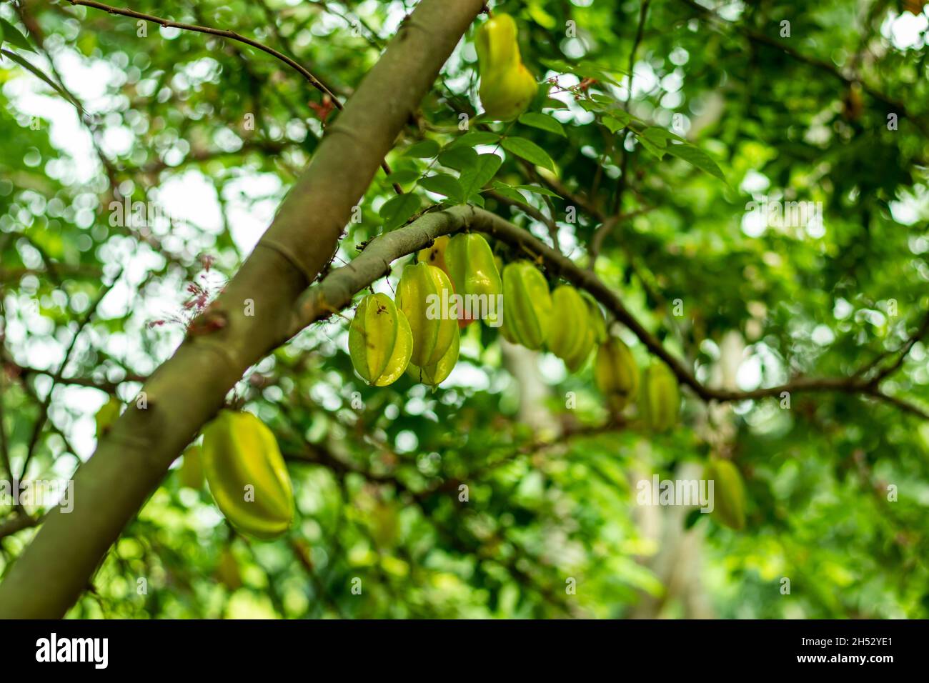Kamranga is a fruit rich in various nutrients value fills our body's ...