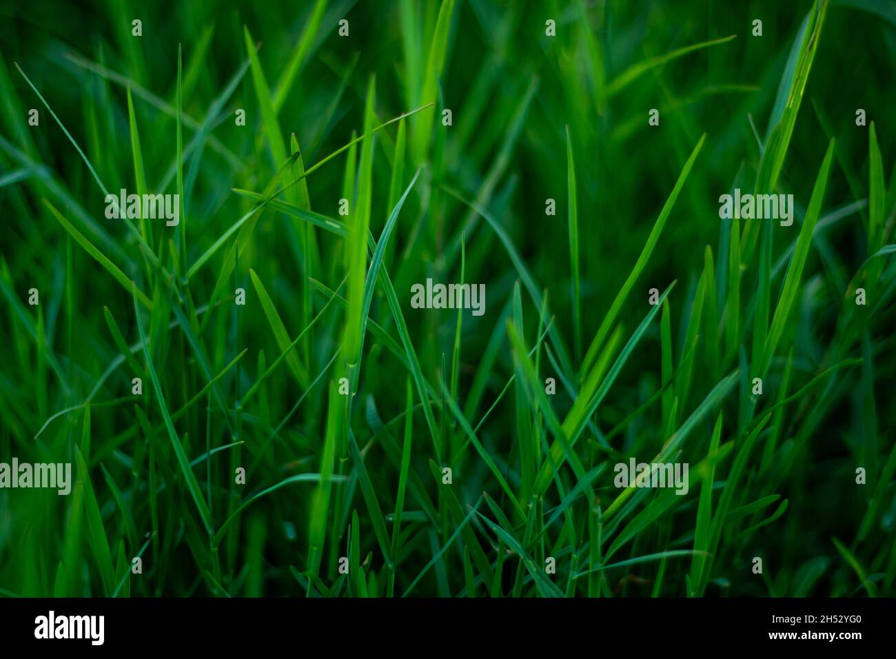 Ornamental small green grasses are versatile plants in any landscape ...