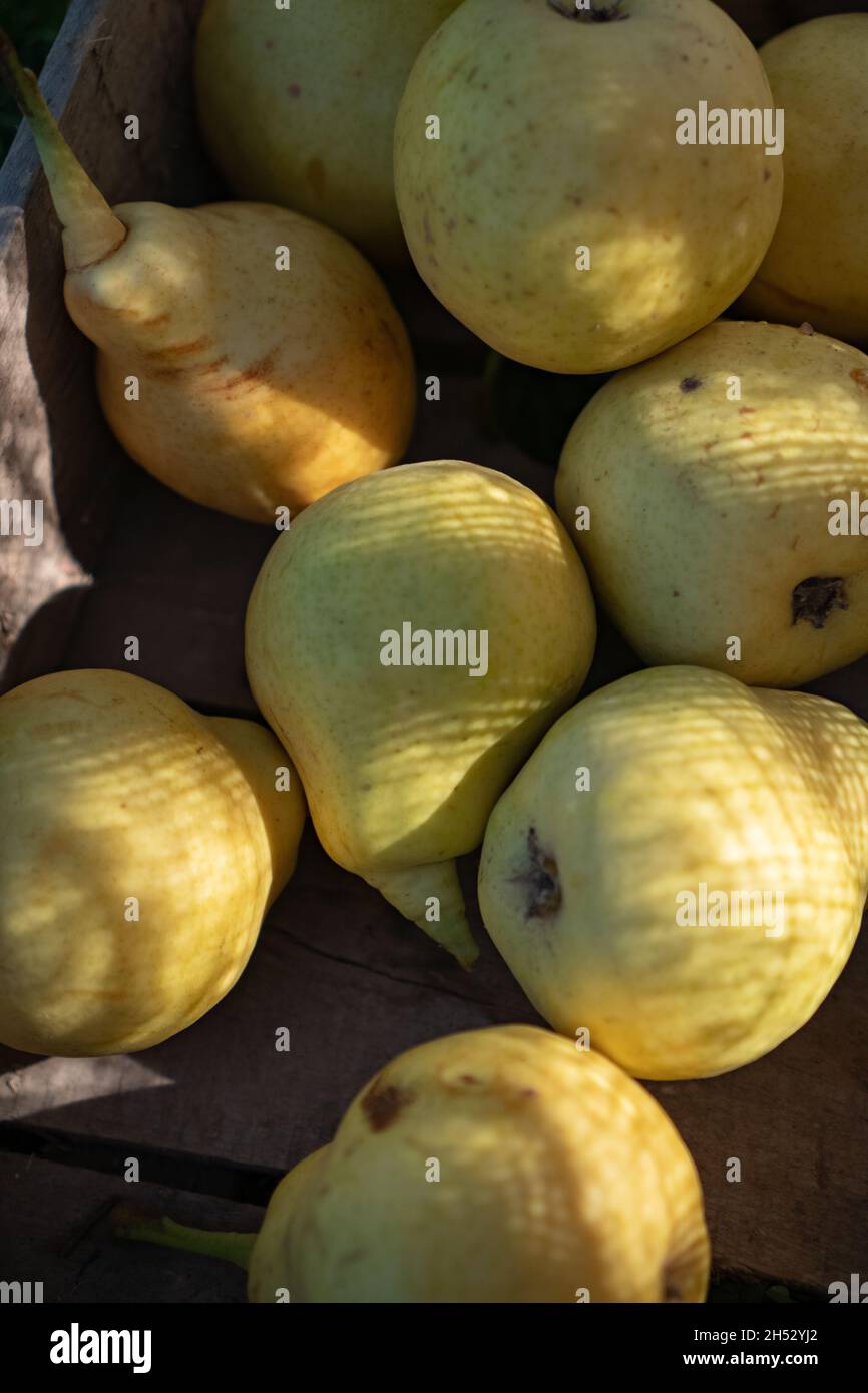 a wooden box with bright yellow pears stands on the green grass in the ...