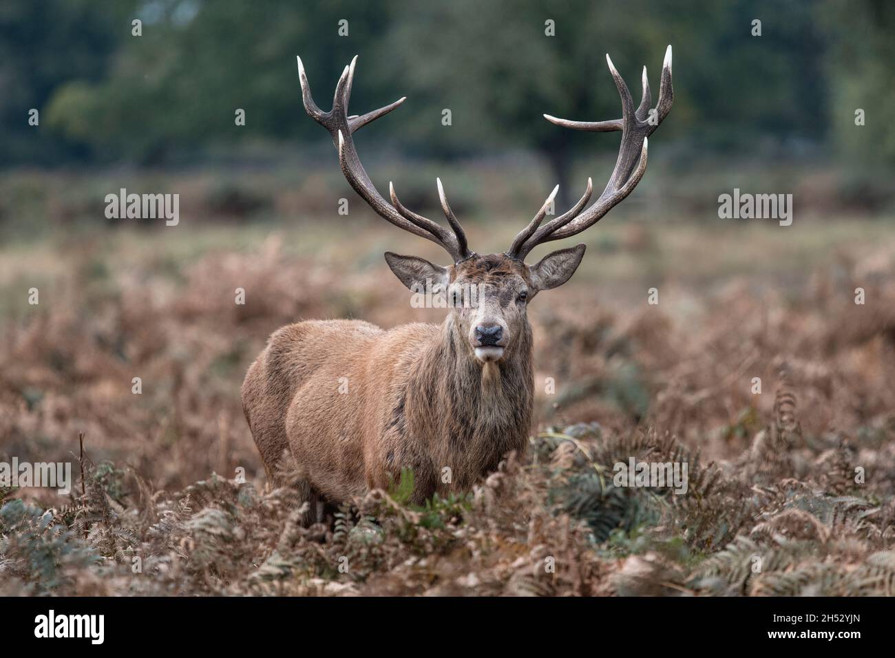 Impressive antlers of a red deer stag in rutting season Stock Photo - Alamy