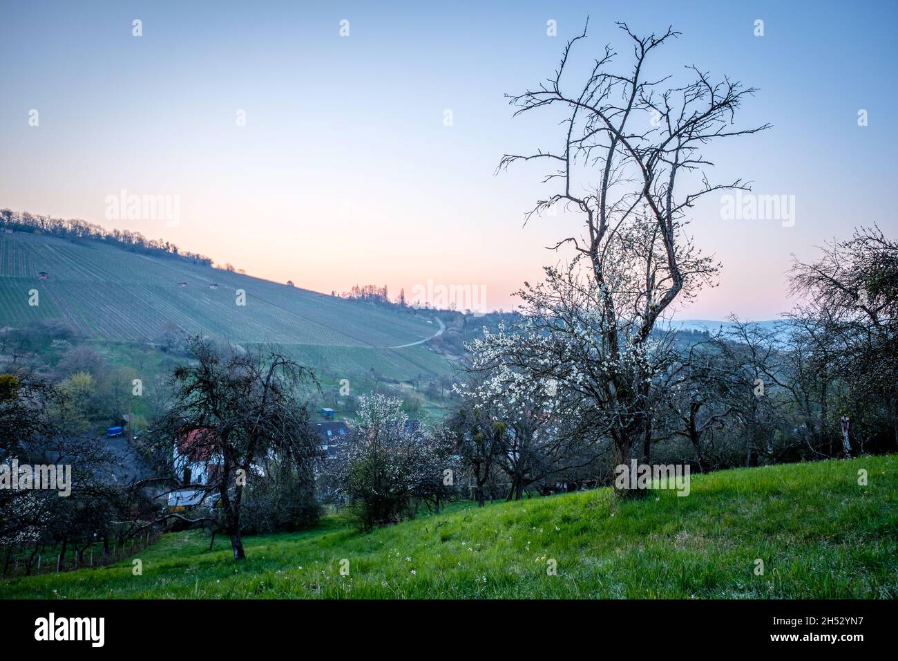 Beautiful view of the dried trees on the grassy field gleaming under ...