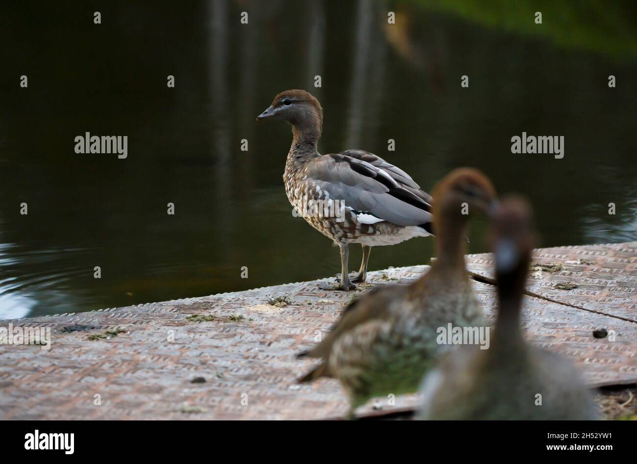 Australian Ducks In A Pond High Resolution Stock Photography and Images ...