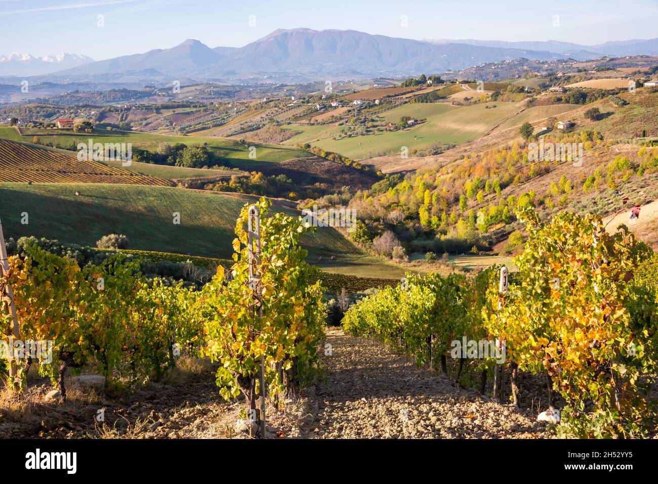 Colorful vineyard in fall, autumn landscape Stock Photo - Alamy