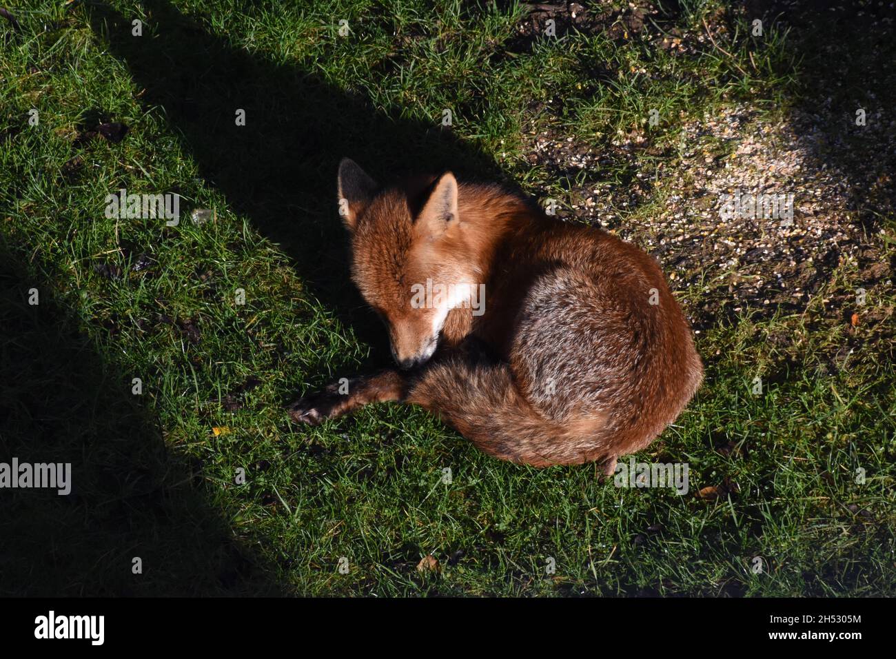 Red Fox (Vulpes vulpes) sleeping on a lawn in early morning sun Stock ...