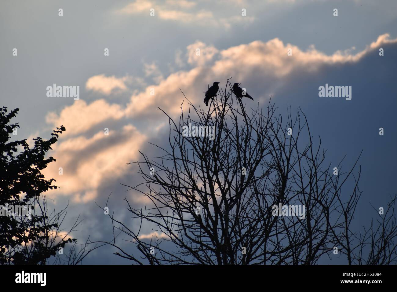Two crows and a tree silhouetted against a twilight sky with ...