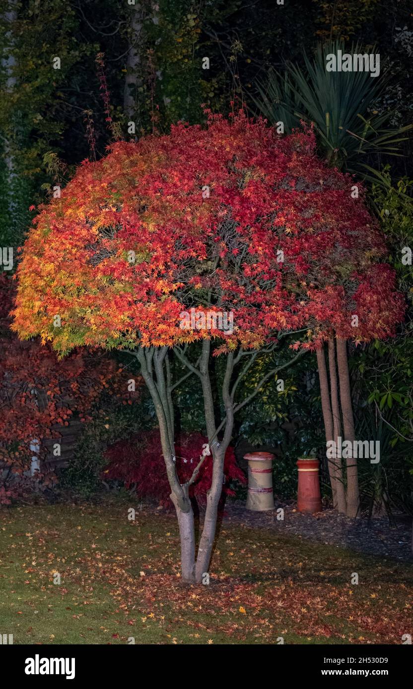 Acer maple tree with red leaves in autumn, lit up at night in a ...