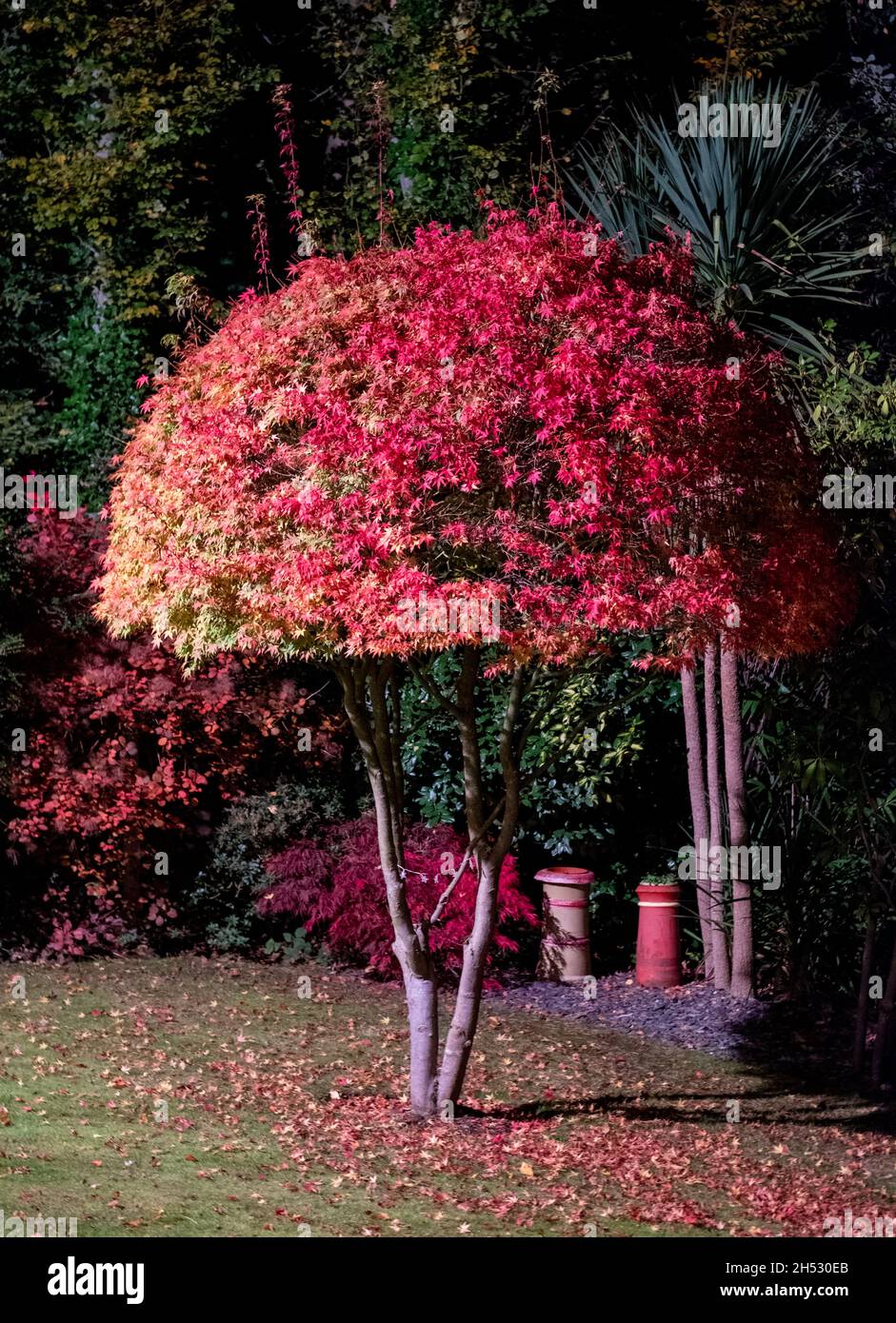 Acer maple tree with red leaves in autumn, lit up at night in a ...
