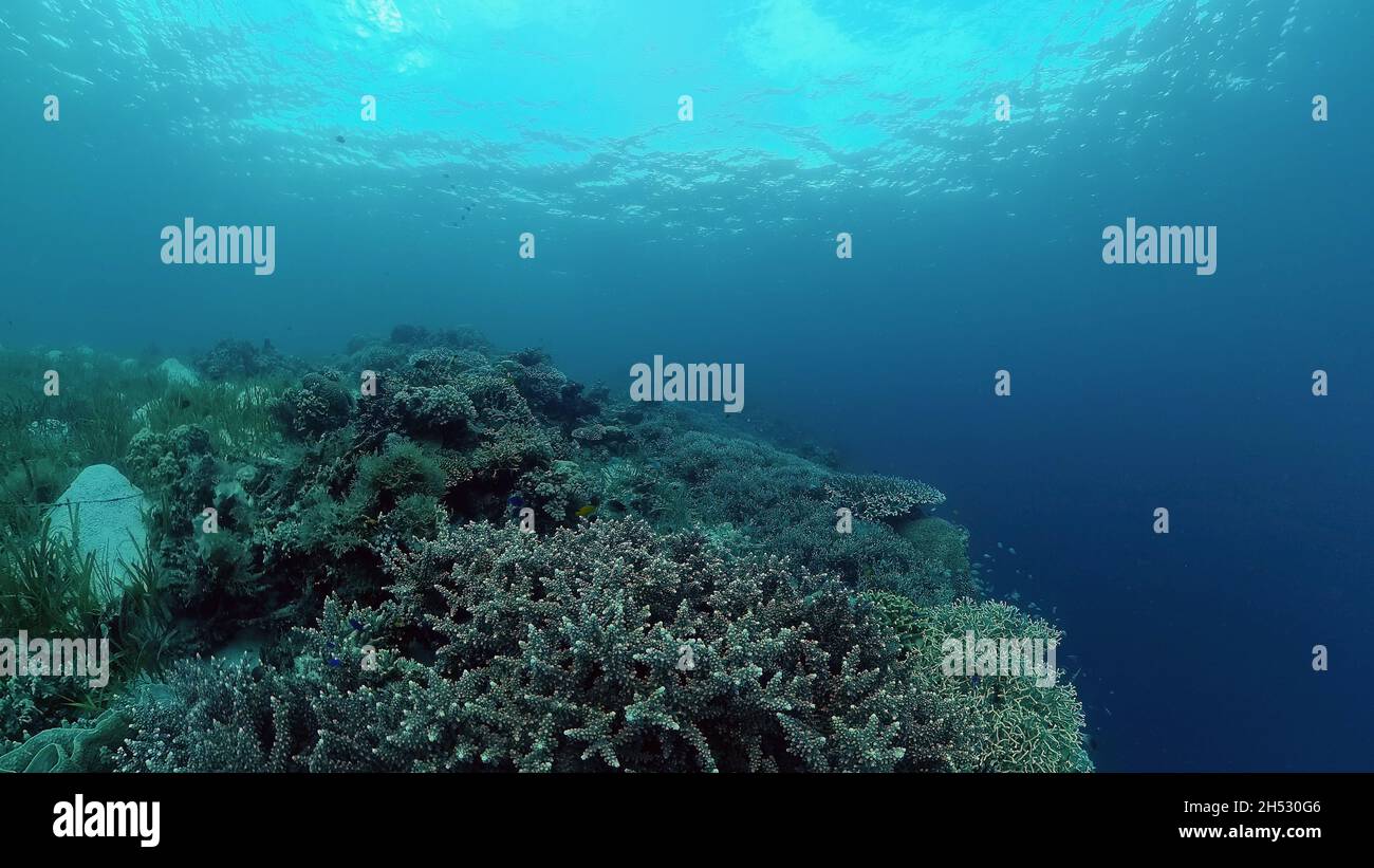 Reef Coral Scene. Tropical underwater sea fish. Hard and soft corals ...