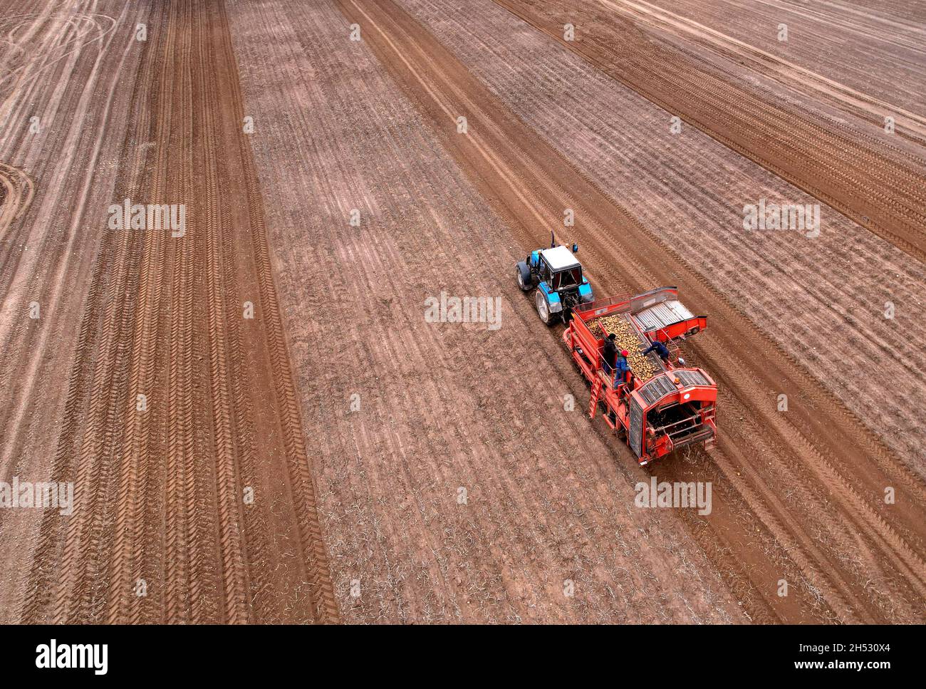Tractor with Potato Harvester and separator. Agricultural tractor at ...