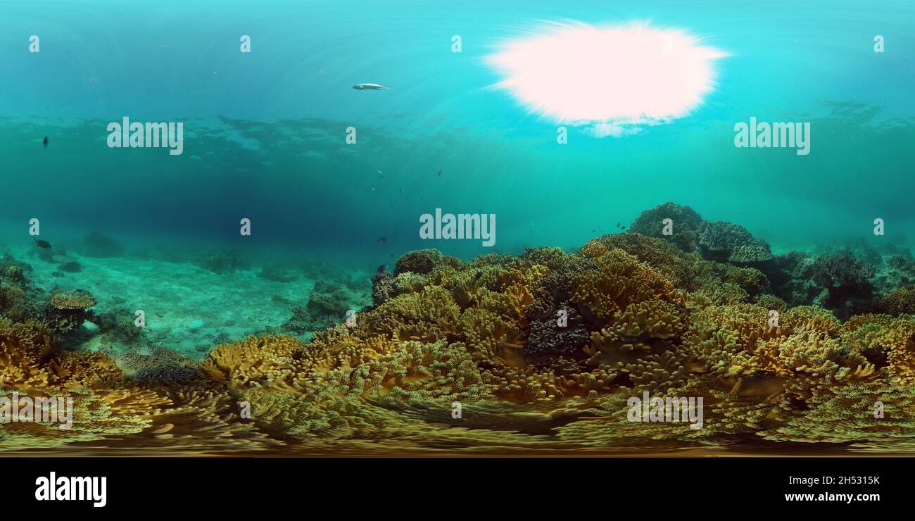 Tropical Fishes on Coral Reef, underwater scene. Colourful tropical ...