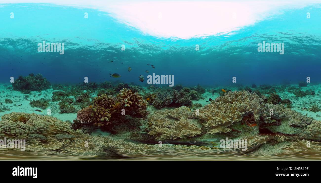 Scene reef. Marine life sea world. Underwater fish reef marine ...