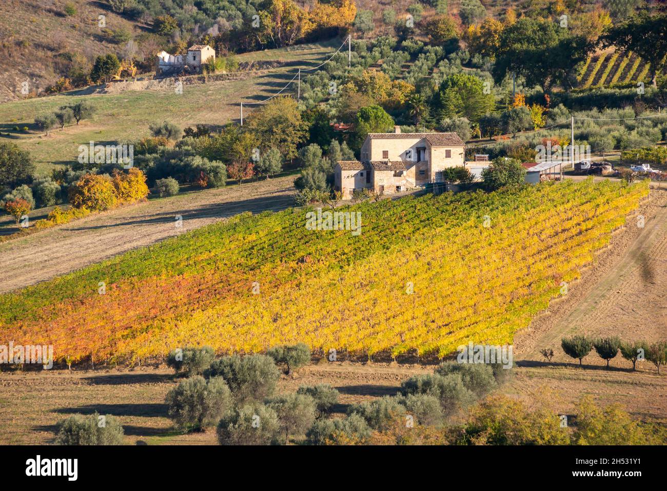 Colorful vineyard in fall, autumn landscape Stock Photo - Alamy