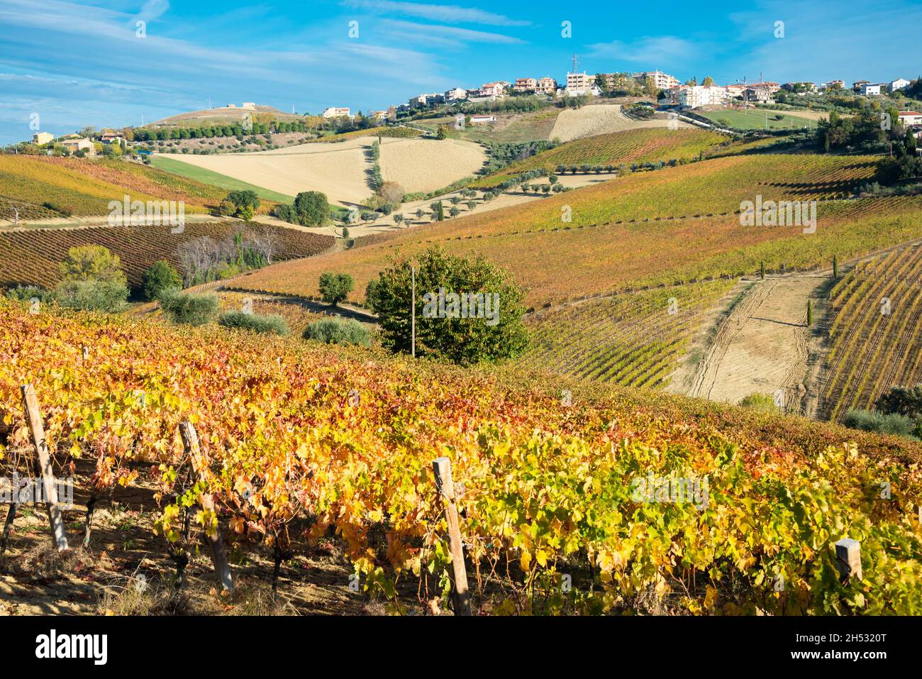 Colorful vineyard in fall, autumn landscape Stock Photo - Alamy