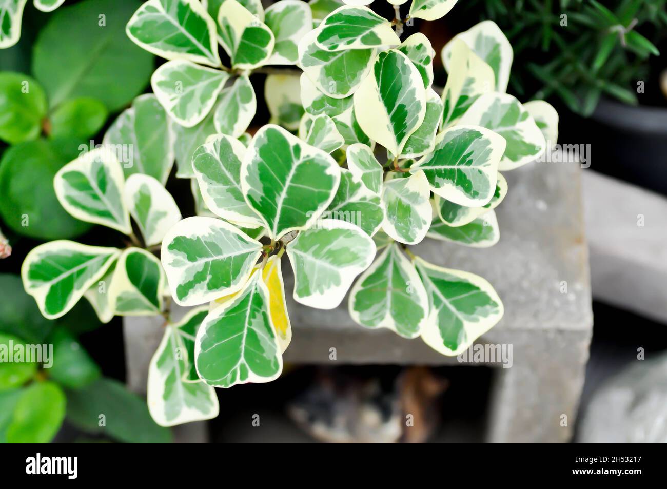 Mistletoe Fig, Mistletoe Rubber Plant or Ficus deltoidea or Variegated ...