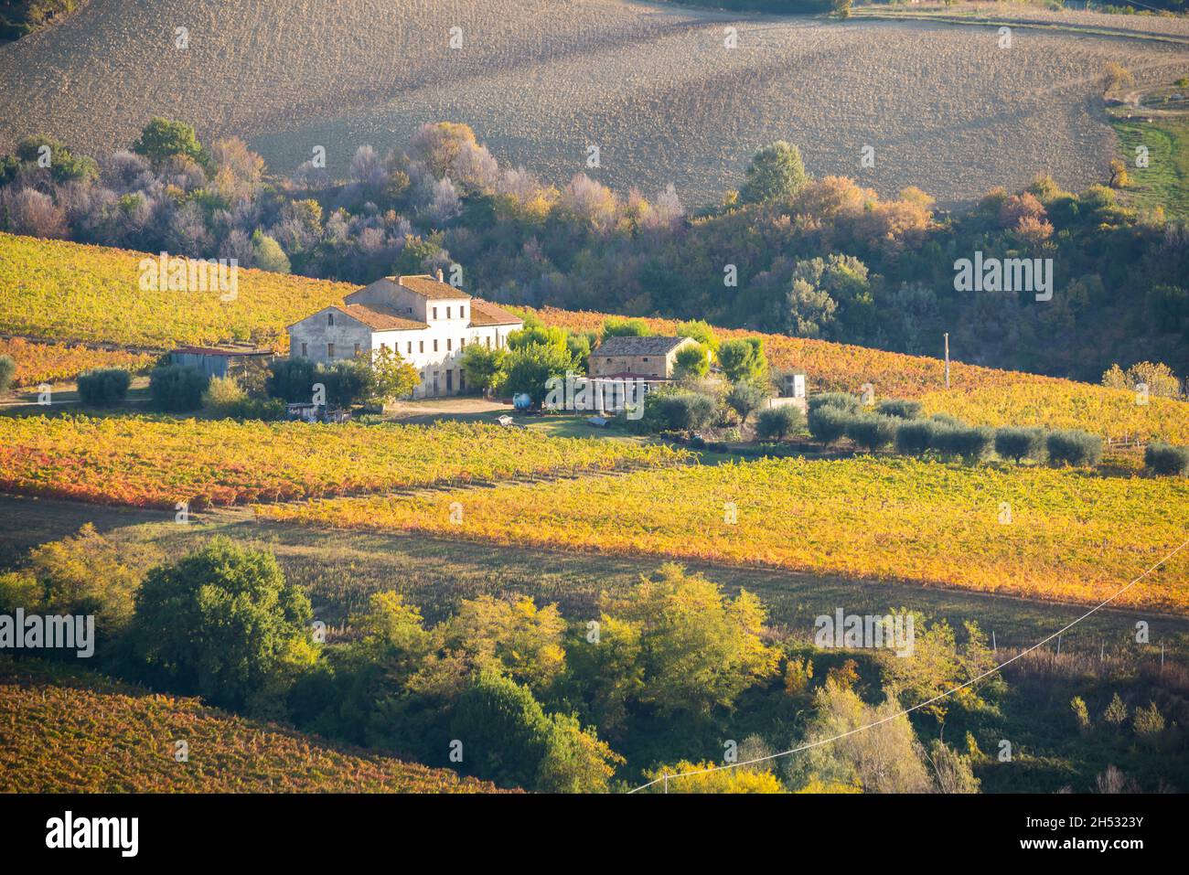 Colorful vineyard in fall, autumn landscape Stock Photo - Alamy