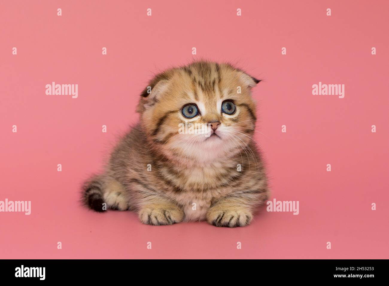 Small Scottish fold kitten on a pink background Stock Photo - Alamy