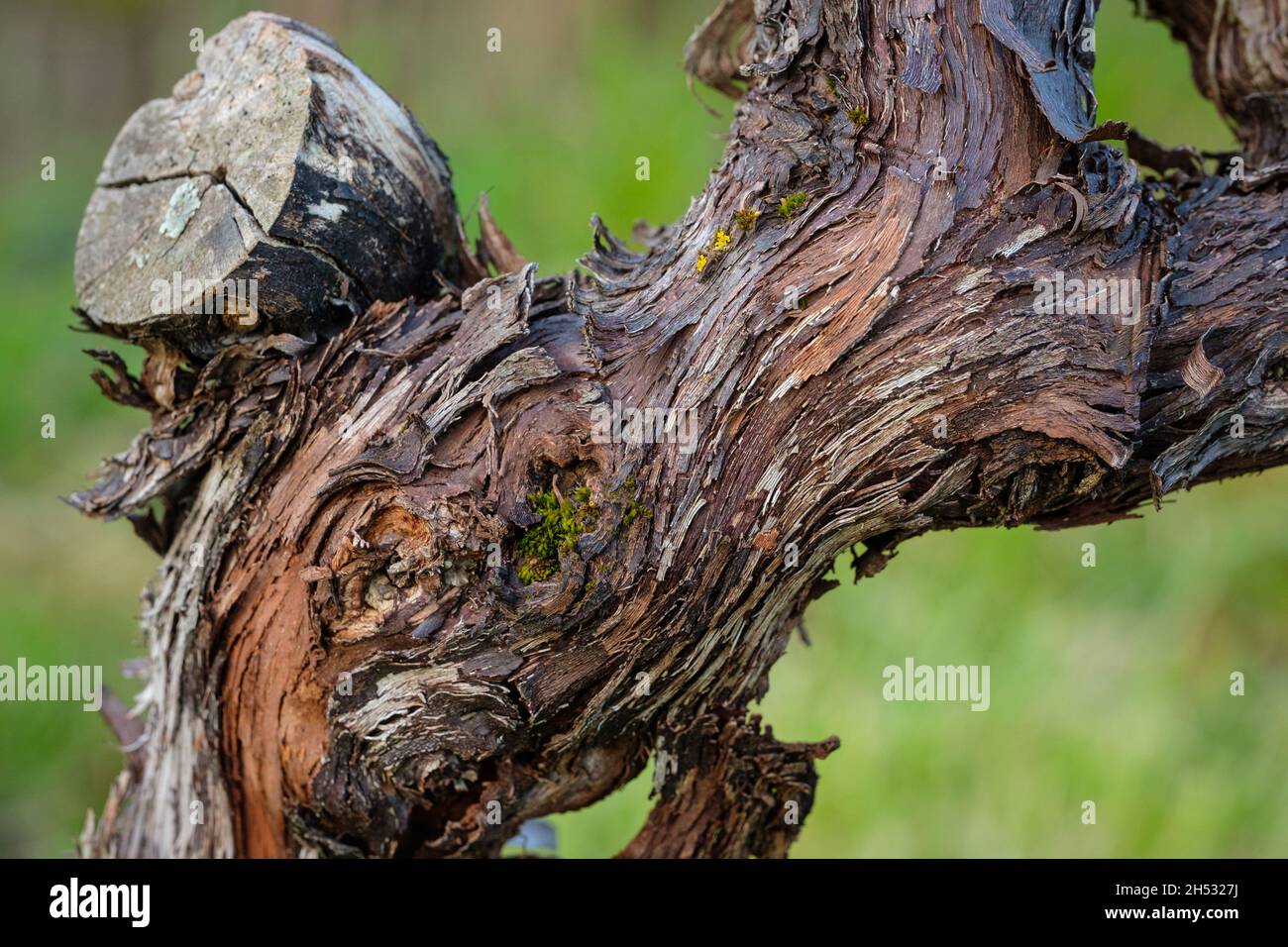 Selective focus of the old weathered vine tree bark Stock Photo - Alamy