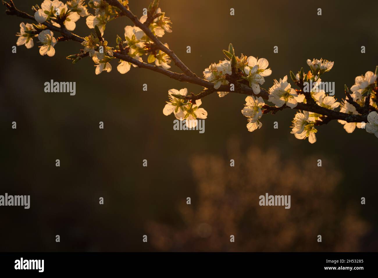 Selective focus of the blossomed flowers of the apple tree Stock Photo ...