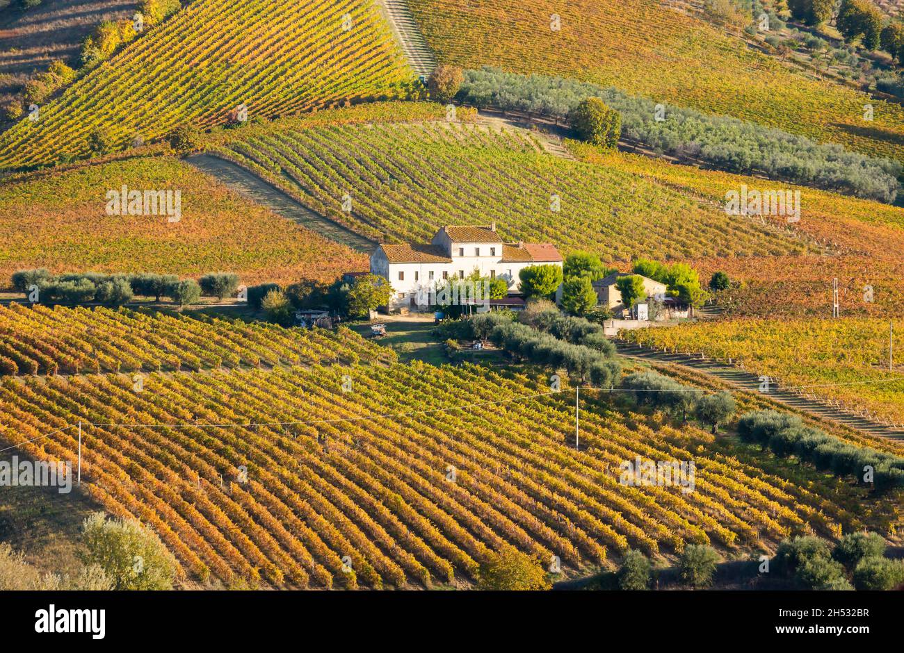Colorful vineyard in fall, autumn landscape Stock Photo - Alamy