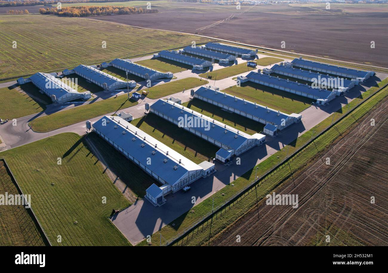Farm building with cows and pigs in the village, aerial view. Cowshed ...